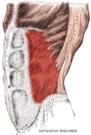 Internal and External Oblique Muscles Anatomy: Origin, Insertion ...