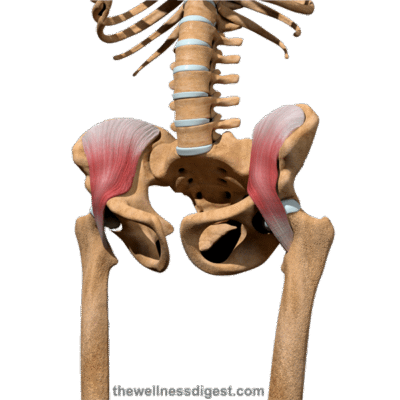 Iliopsoas Muscles Origin, Insertion, Action - The Wellness Digest