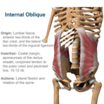 Oblique Muscles Pain: Abdomen, Pelvic and Groin Pain - The Wellness Digest