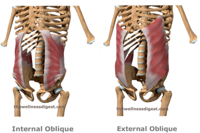 Internal and External Oblique Muscles Anatomy: Origin, Insertion ...
