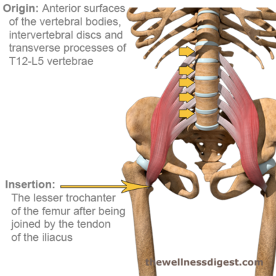 Iliopsoas Muscles Origin, Insertion, Action - The Wellness Digest