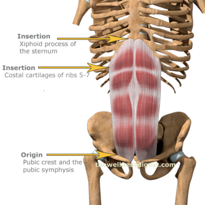 Rectus Abdominis Muscle Origin, Insertion, Action - The Wellness Digest
