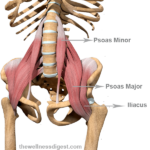 Iliopsoas Muscles: Abdominal, Groin, Low Back Pain - The Wellness Digest