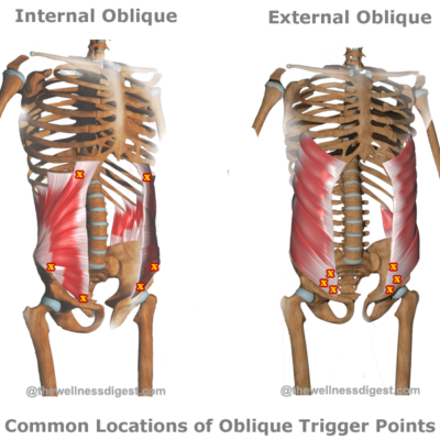 Oblique Muscles Pain: Abdomen, Pelvic and Groin Pain - The Wellness Digest