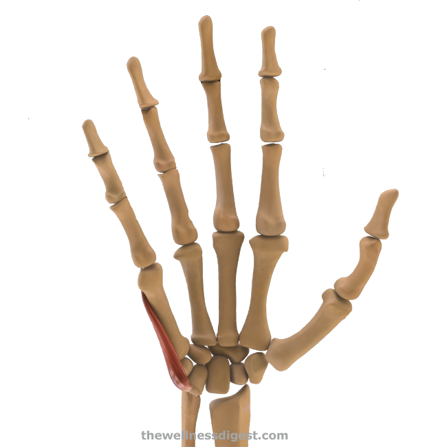 Abductor Digiti Minimi Hand Origin, Insertion, Action - The Wellness Digest