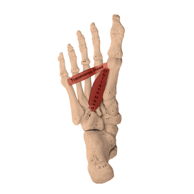 Adductor Hallucis Muscle Anatomy: Origin, Insertion, Action - The ...
