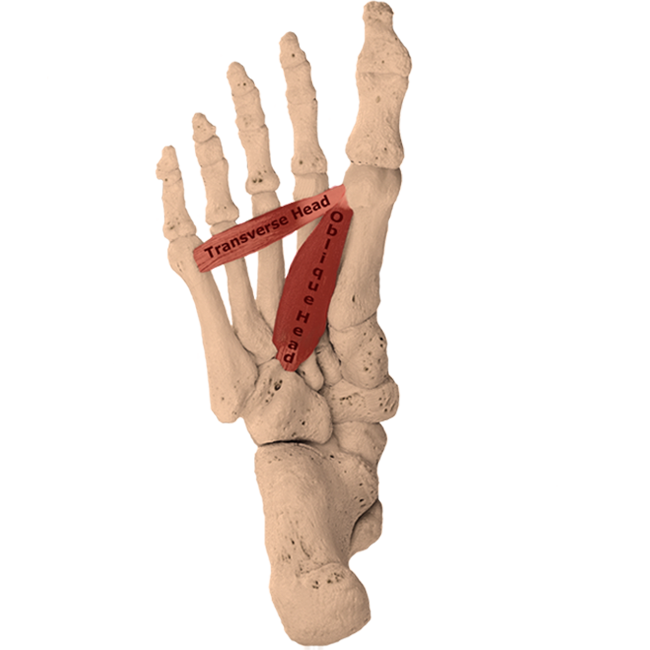 Adductor Hallucis Muscle Anatomy: Origin, Insertion, Action - The ...