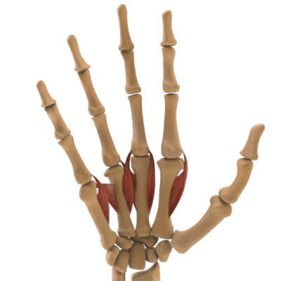 Lumbrical Muscles Hand Origin, Insertion, Action - The Wellness Digest