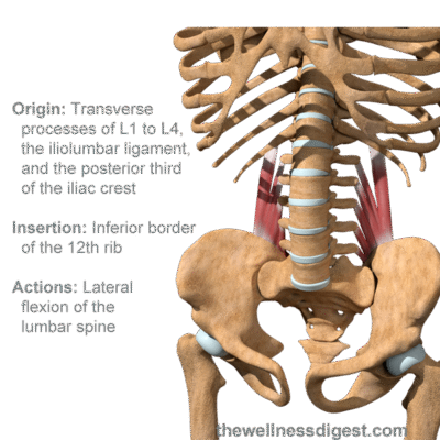 Quadratus Lumborum Muscle Pain: Low Back Pain - The Wellness Digest