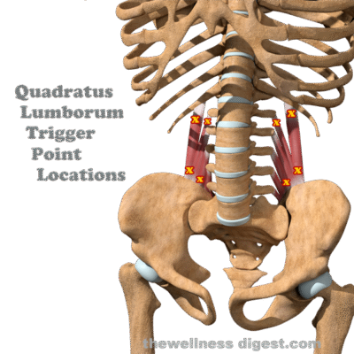 Quadratus Lumborum Muscle Pain: Low Back Pain - The Wellness Digest