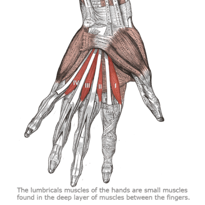 Lumbrical Muscles Of The Hand: Hand And Finger Pain - The Wellness Digest
