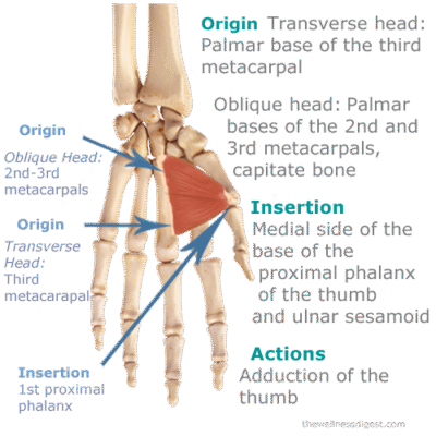 Adductor Pollicis Muscle: Thumb Pain - The Wellness Digest