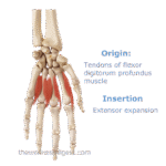 Lumbrical Muscles Hand Origin, Insertion, Action - The Wellness Digest