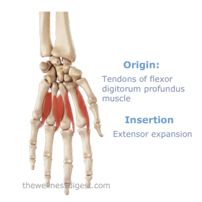 Lumbrical Muscles Hand Origin, Insertion, Action - The Wellness Digest