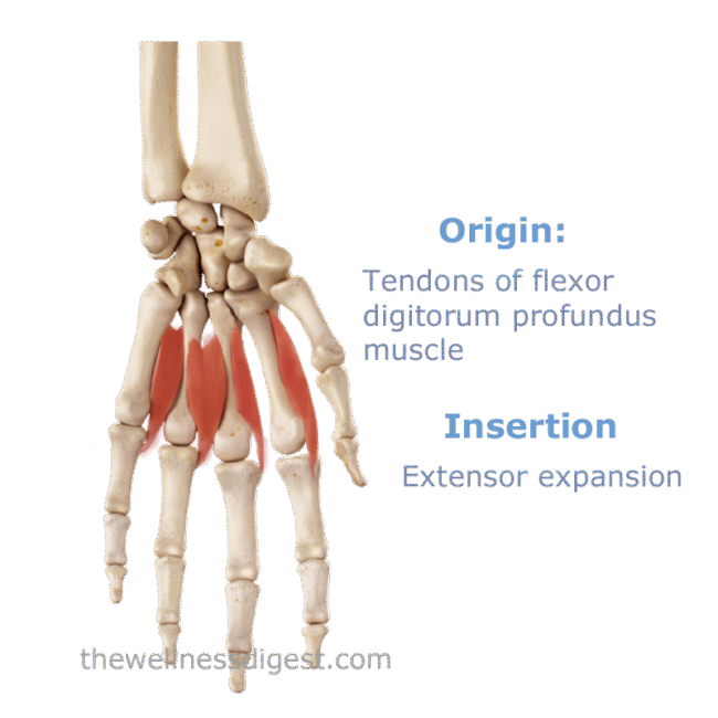 Lumbrical Muscles Hand Origin, Insertion, Action - The Wellness Digest