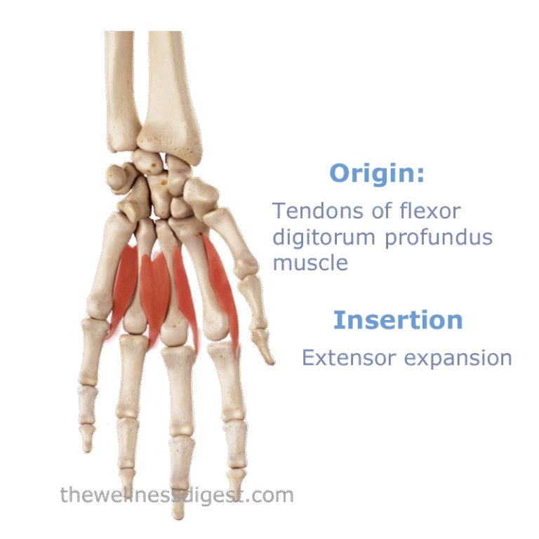 Lumbrical Muscles Hand Origin, Insertion, Action - The Wellness Digest