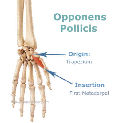 Hand Anatomy - The Wellness Digest