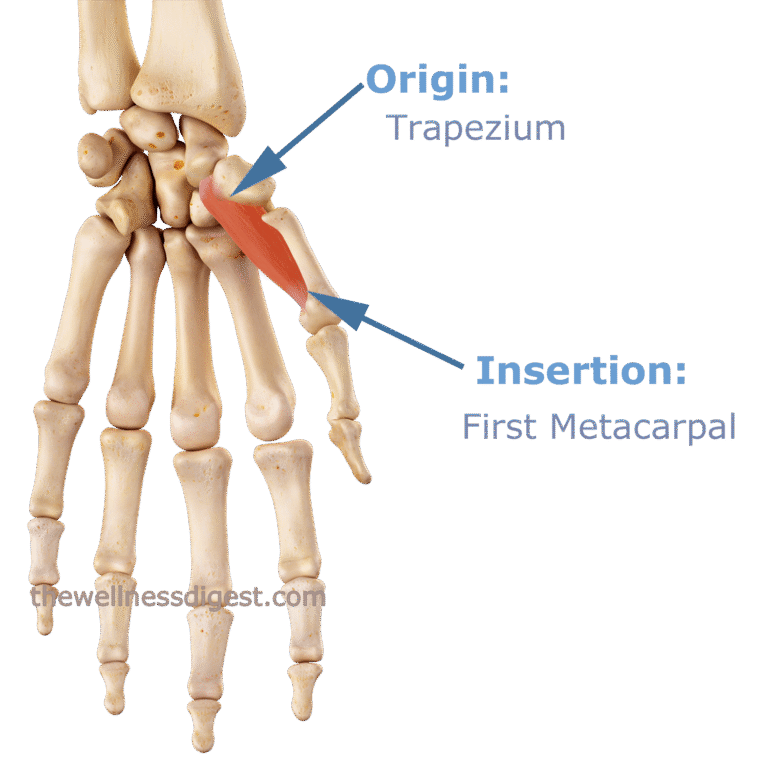 Opponens Pollicis Muscle: Thumb Aches and Wrist Sprain Pain