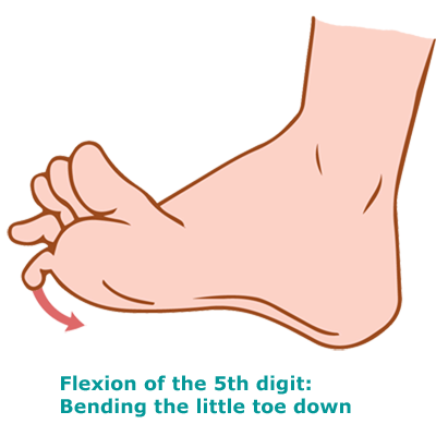 Abductor Digiti Minimi Foot Muscle: Heel and Ankle Pain - The Wellness ...