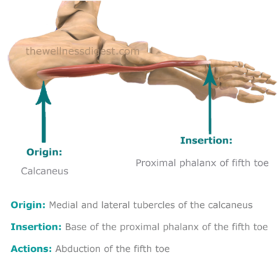 Abductor Digiti Minimi Foot Muscle: Heel and Ankle Pain - The Wellness ...