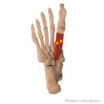 Flexor Hallucis Brevis Muscle: Foot And Big Toe Pain – The Wellness Digest