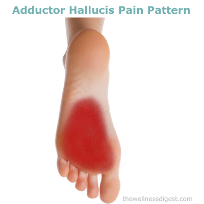 Adductor Hallucis Muscle: Foot Pain - The Wellness Digest