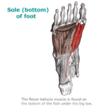 Flexor Hallucis Brevis Muscle: Foot And Big Toe Pain - The Wellness Digest