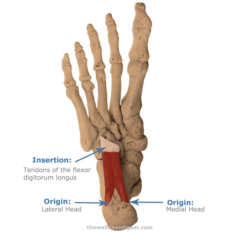 Quadratus Plantae Origin, Insertion, Action – The Wellness Digest