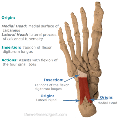 Quadratus Plantae Muscle: Heel Pain – The Wellness Digest