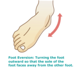 Extensor Digitorum Longus Muscle: Toe And Top Of The Foot Pain - The ...