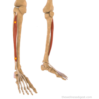 Extensor Digitorum Longus Muscle: Toe And Top Of The Foot Pain - The ...