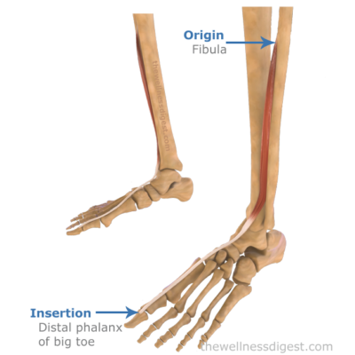 Extensor Hallucis Longus Origin, Insertion, Action – The Wellness Digest
